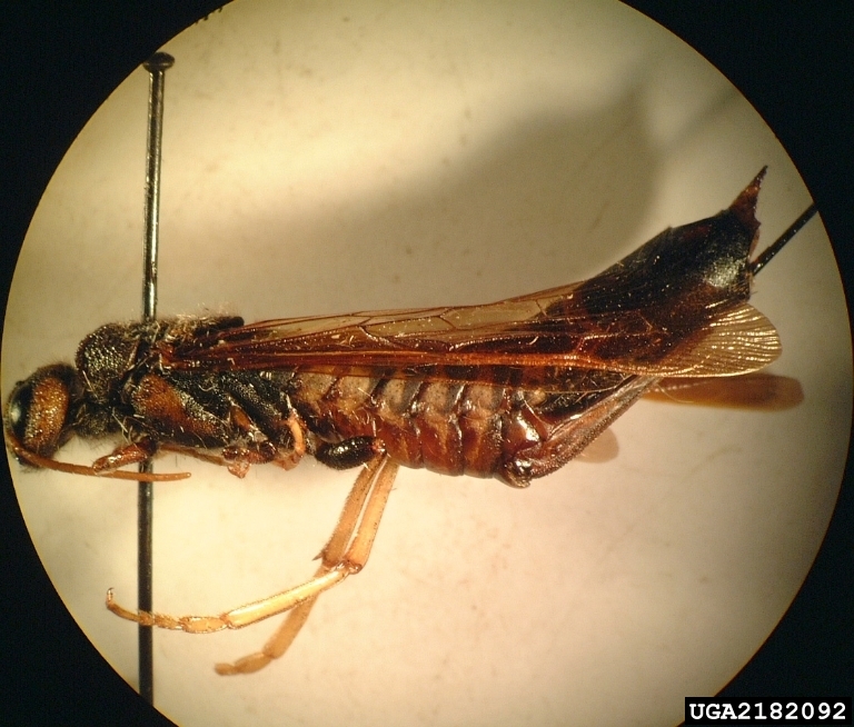 horntails (Family Siricidae)