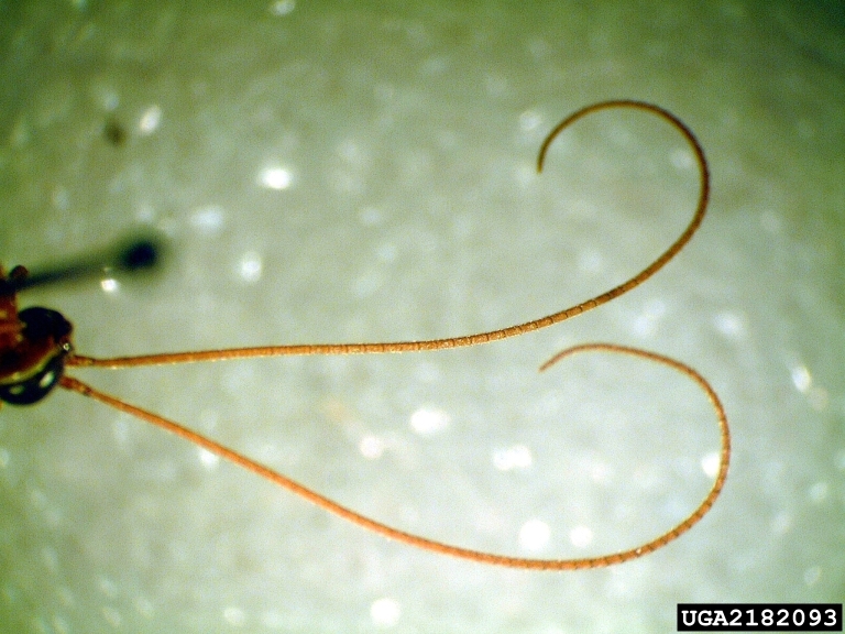 Ichneumonid wasps (Family Ichneumonidae)