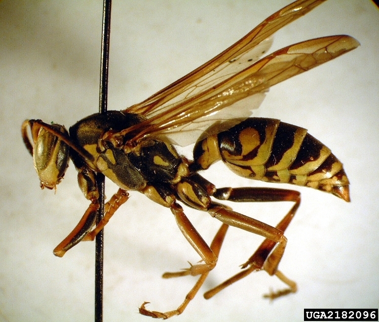 Eumenid wasp (Subfamily Eumeninae)