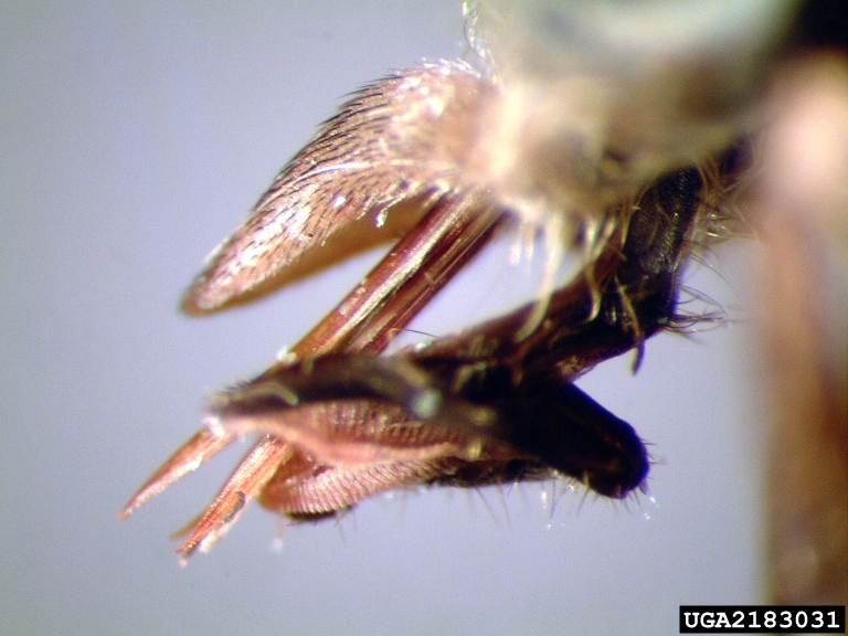 deer and horse flies (Family Tabanidae)