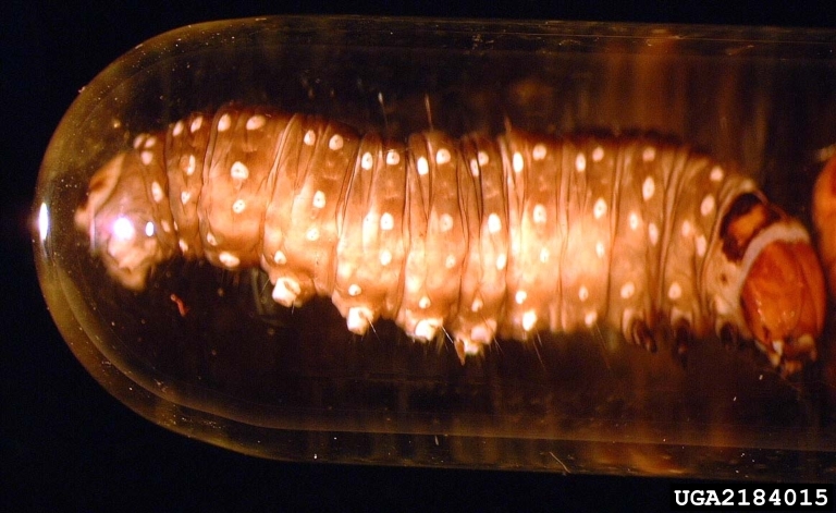 jack pine budworm (Choristoneura pinus pinus Freeman, 1967)