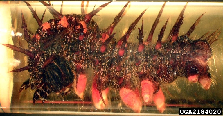 Nymphalid moths (Family Nymphalidae)