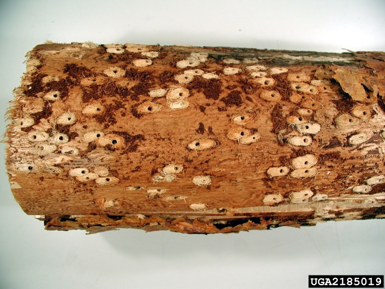 white pine weevil (Pissodes strobi)