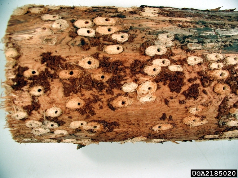 white pine weevil (Pissodes strobi)