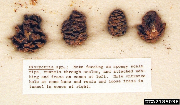 cone worms (Genus Dioryctria Zeller)