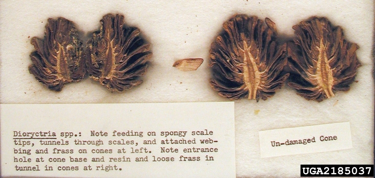 cone worms (Genus Dioryctria Zeller)