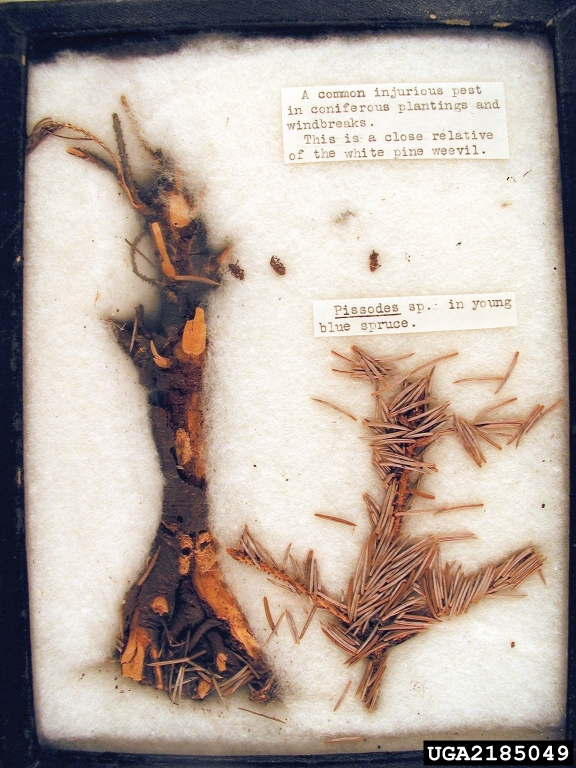 Pissodes weevils (Genus Pissodes Germar 1817)