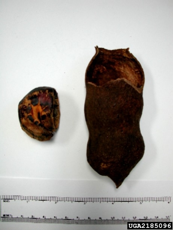 St. Thomas bean (Entada phaseoloides (L.) Merr.)