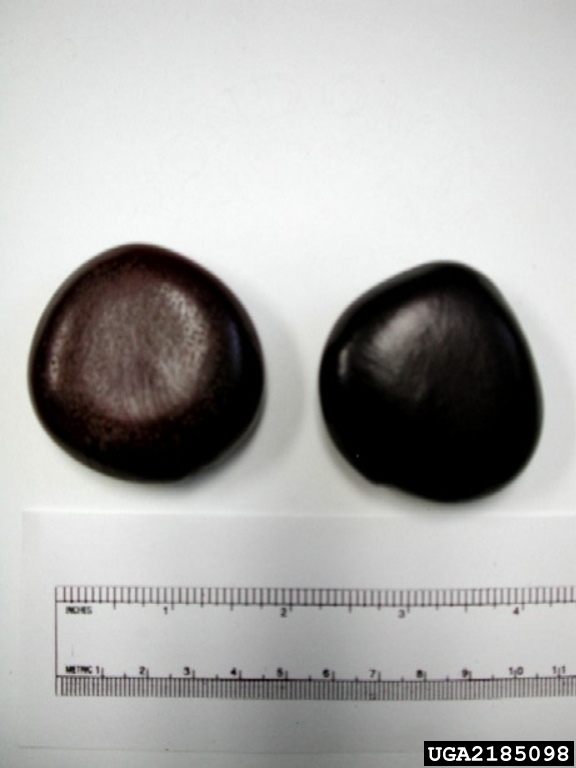 St. Thomas bean (Entada phaseoloides (L.) Merr.)