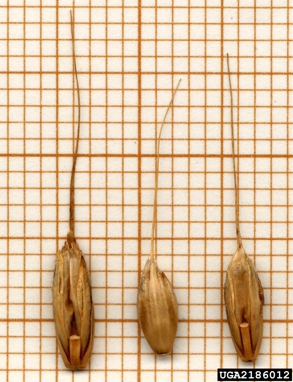 poison ryegrass (Lolium temulentum L.)