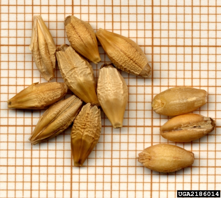 barley (Hordeum vulgare L.)