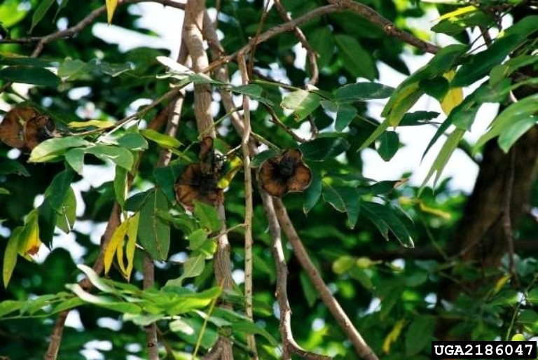 pterocarpus (Genus Pterocarpus)