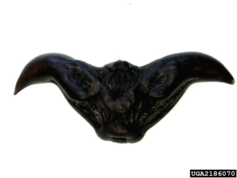 horn nut (Trapa bicornis Osbeck)