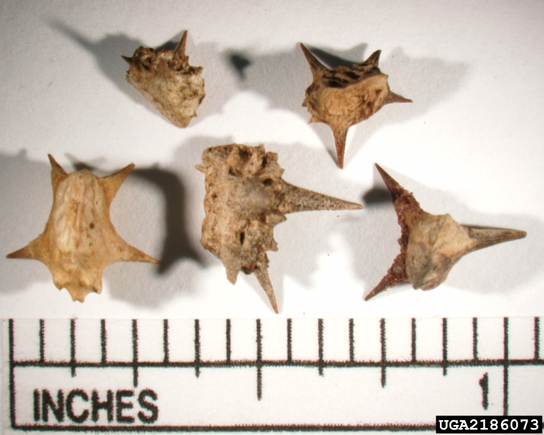 puncturevine (Tribulus terrestris L.)