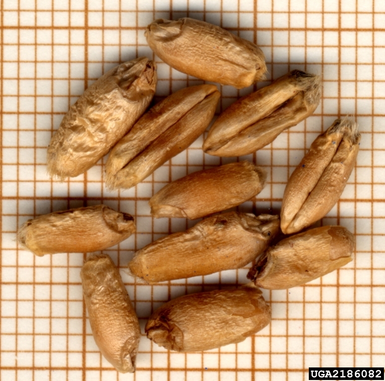 triticale (Genus x Triticosecale Wittm.)