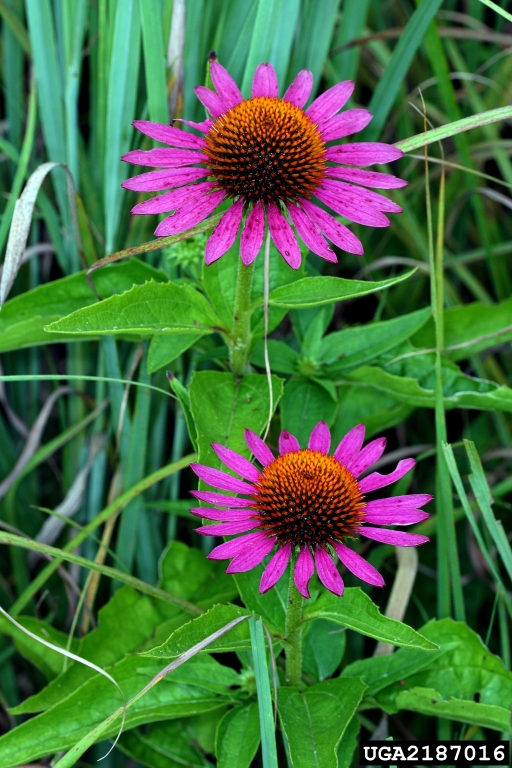 purple coneflower (Echinacea purpurea (L.) Moench)