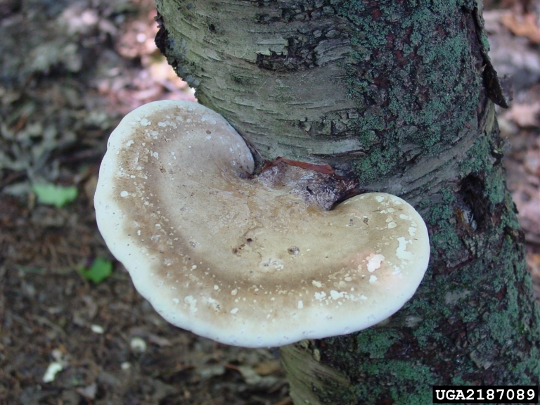 birch conk (Piptoporus betulinus (Bull.) P. Karst.)