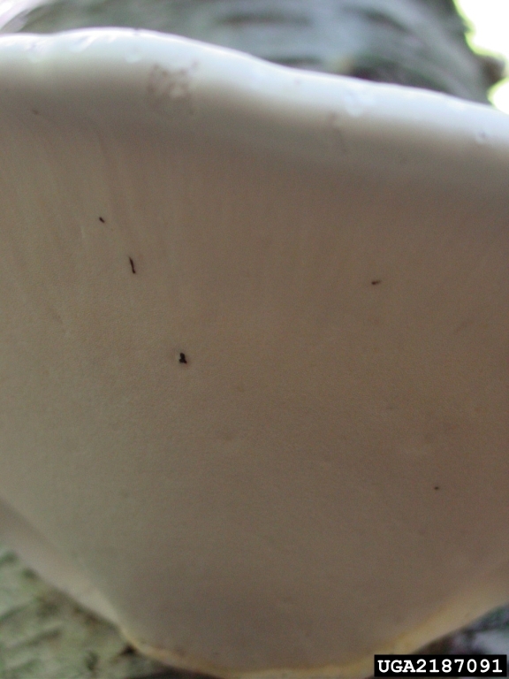 birch conk (Piptoporus betulinus (Bull.) P. Karst.)