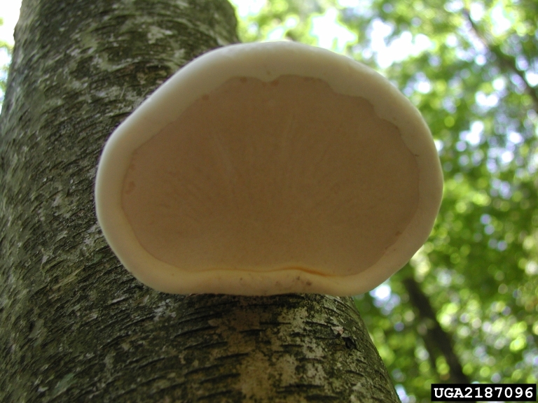 birch conk (Piptoporus betulinus)