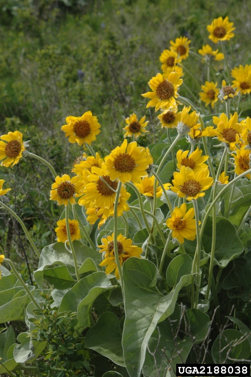 arrowleaf balsamroot (Balsamorhiza sagittata (Pursh) Nutt.)