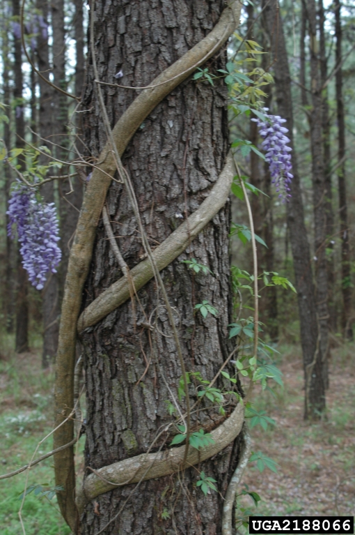 Chinese wisteria (Wisteria sinensis (Sims) DC.)