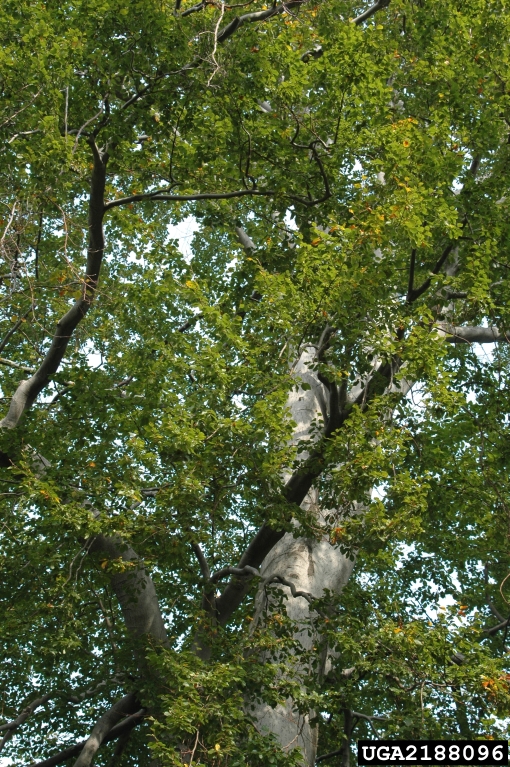 European beech (Fagus sylvatica L.)