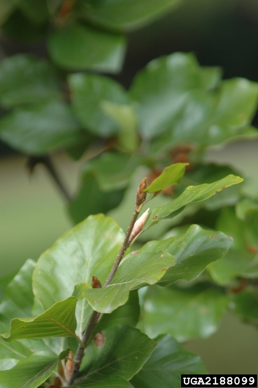 European beech (Fagus sylvatica L.)
