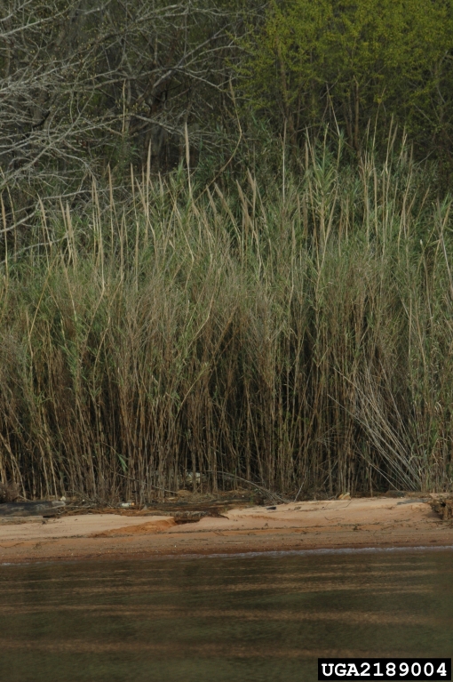 giant reed (Arundo donax L.)