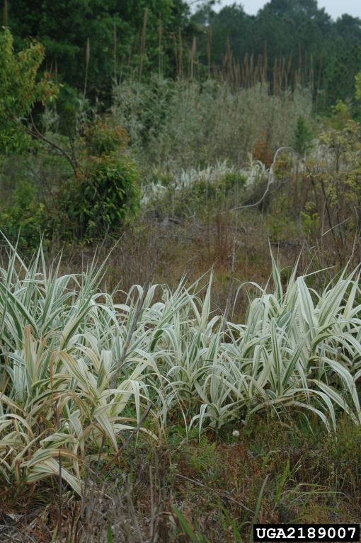 giant reed (Arundo donax L.)