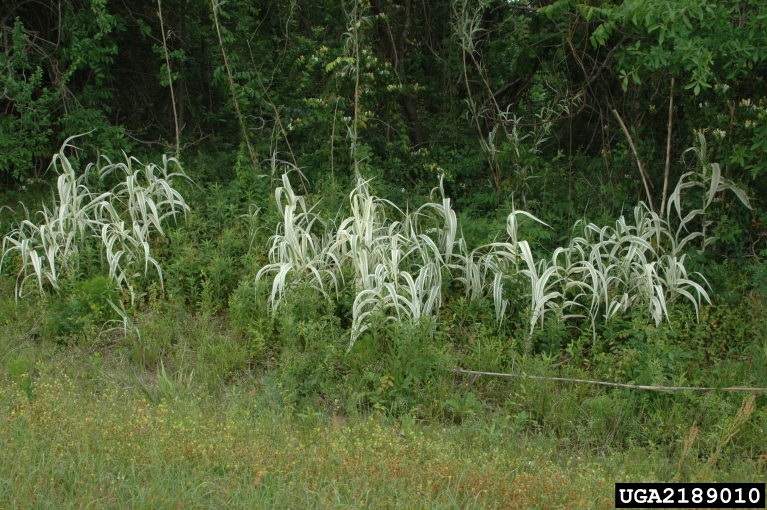 giant reed (Arundo donax L.)