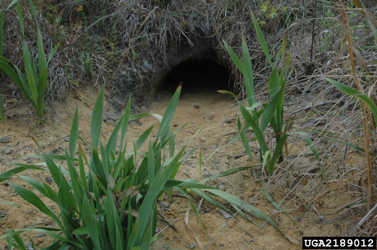 gopher tortoise (Gopherus polyphemus)