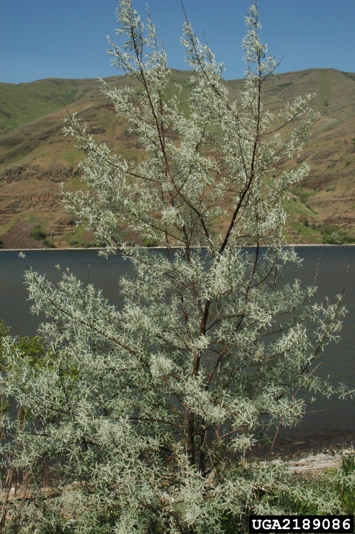 Russian olive (Elaeagnus angustifolia L.)