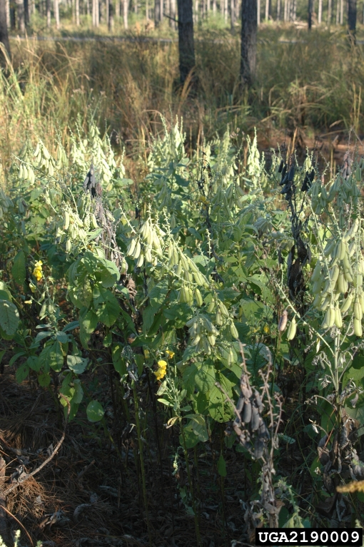 showy rattlebox (Crotalaria spectabilis Roth)