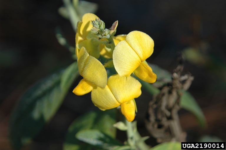 showy rattlebox (Crotalaria spectabilis Roth)