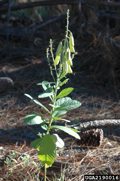showy rattlebox (Crotalaria spectabilis Roth)