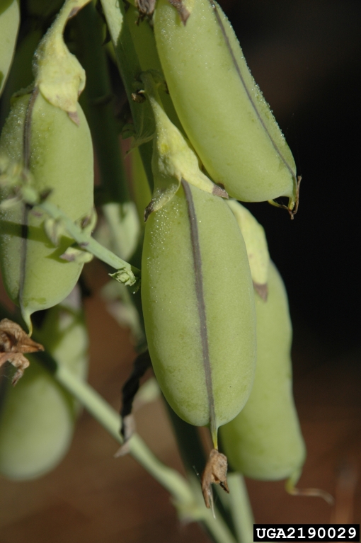 showy rattlebox (Crotalaria spectabilis)