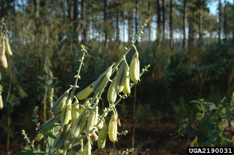 showy rattlebox (Crotalaria spectabilis)