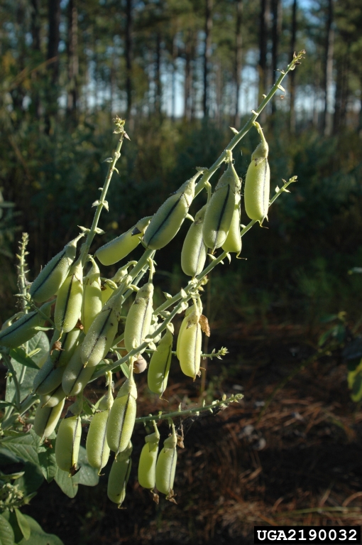showy rattlebox (Crotalaria spectabilis Roth)