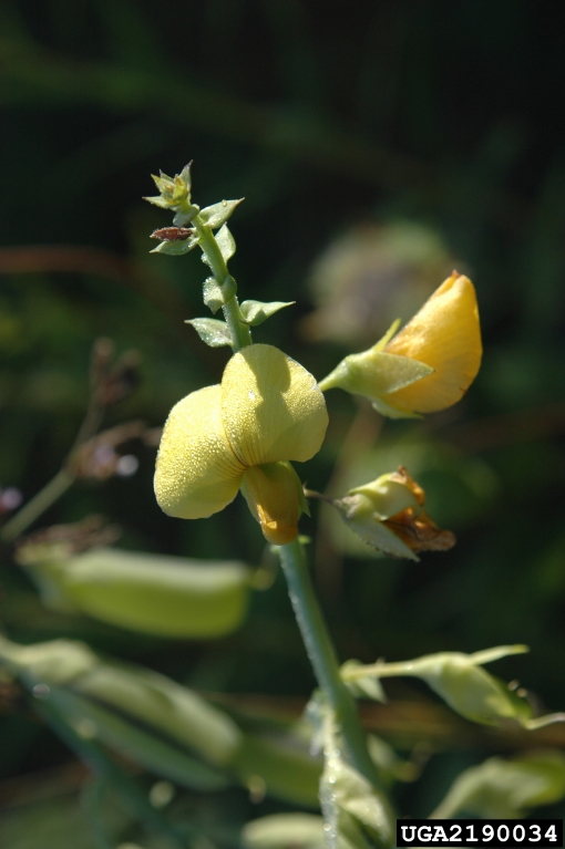 showy rattlebox (Crotalaria spectabilis Roth)