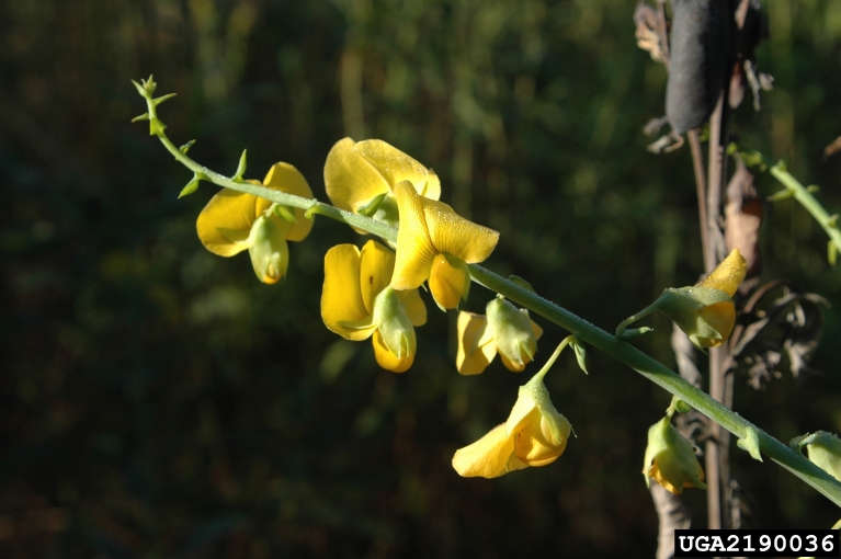 showy rattlebox (Crotalaria spectabilis Roth)