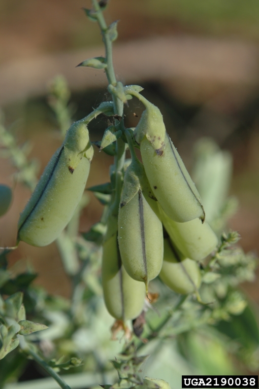 showy rattlebox (Crotalaria spectabilis Roth)