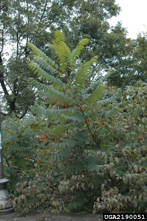 tree-of-heaven (Ailanthus altissima (P. Mill.) Swingle)