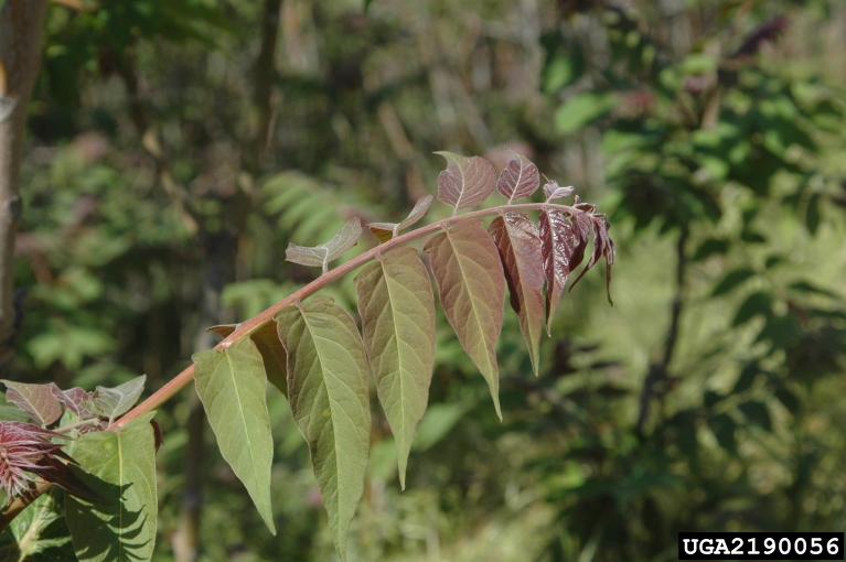 tree-of-heaven (Ailanthus altissima (P. Mill.) Swingle)