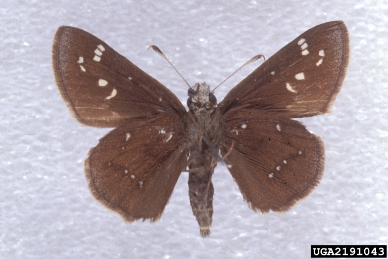 Loammi skipper (Atrytonopsis loammi (Whitney))