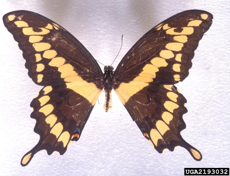 orange dog swallowtail (Papilio cresphontes Cramer)