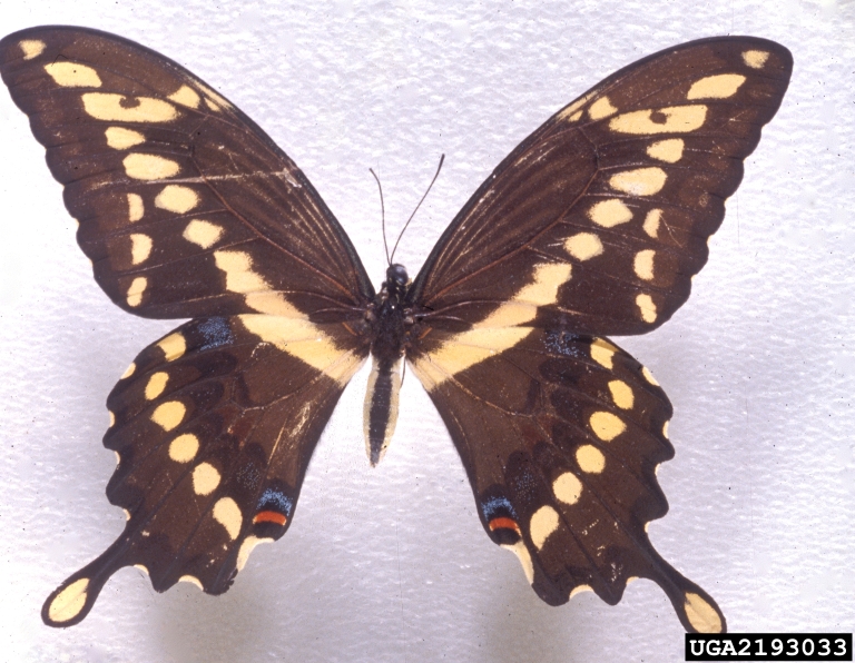 orange dog swallowtail (Papilio cresphontes)