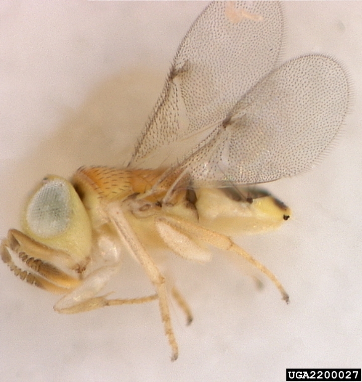 Encyrtid wasp (Acerophagus papayae)