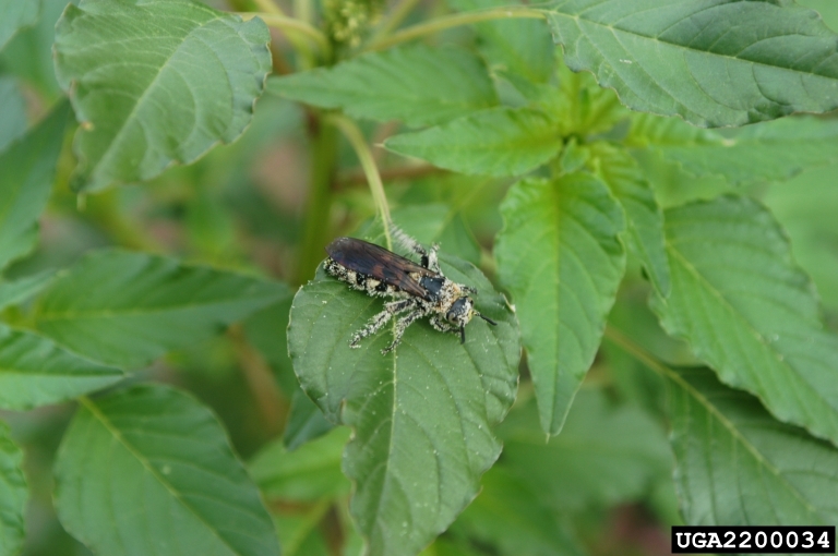 flower wasps (Family Scoliidae)