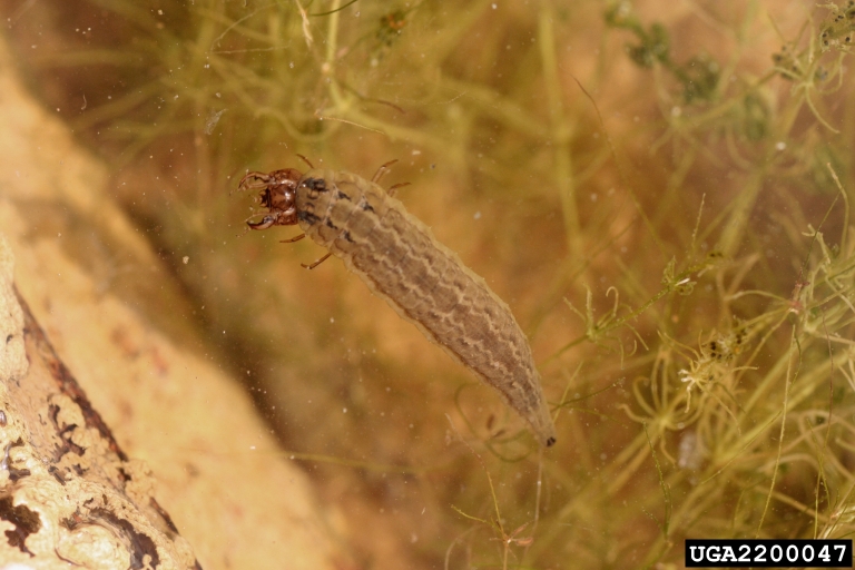 giant water scavenger beetle, Hydrophilus triangularis (Coleoptera ...