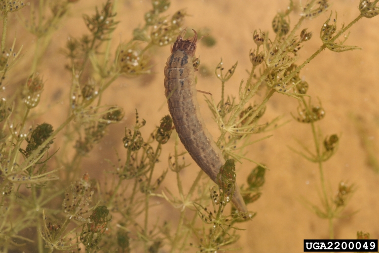 giant water scavenger beetle (Hydrophilus triangularis Say, 1823)